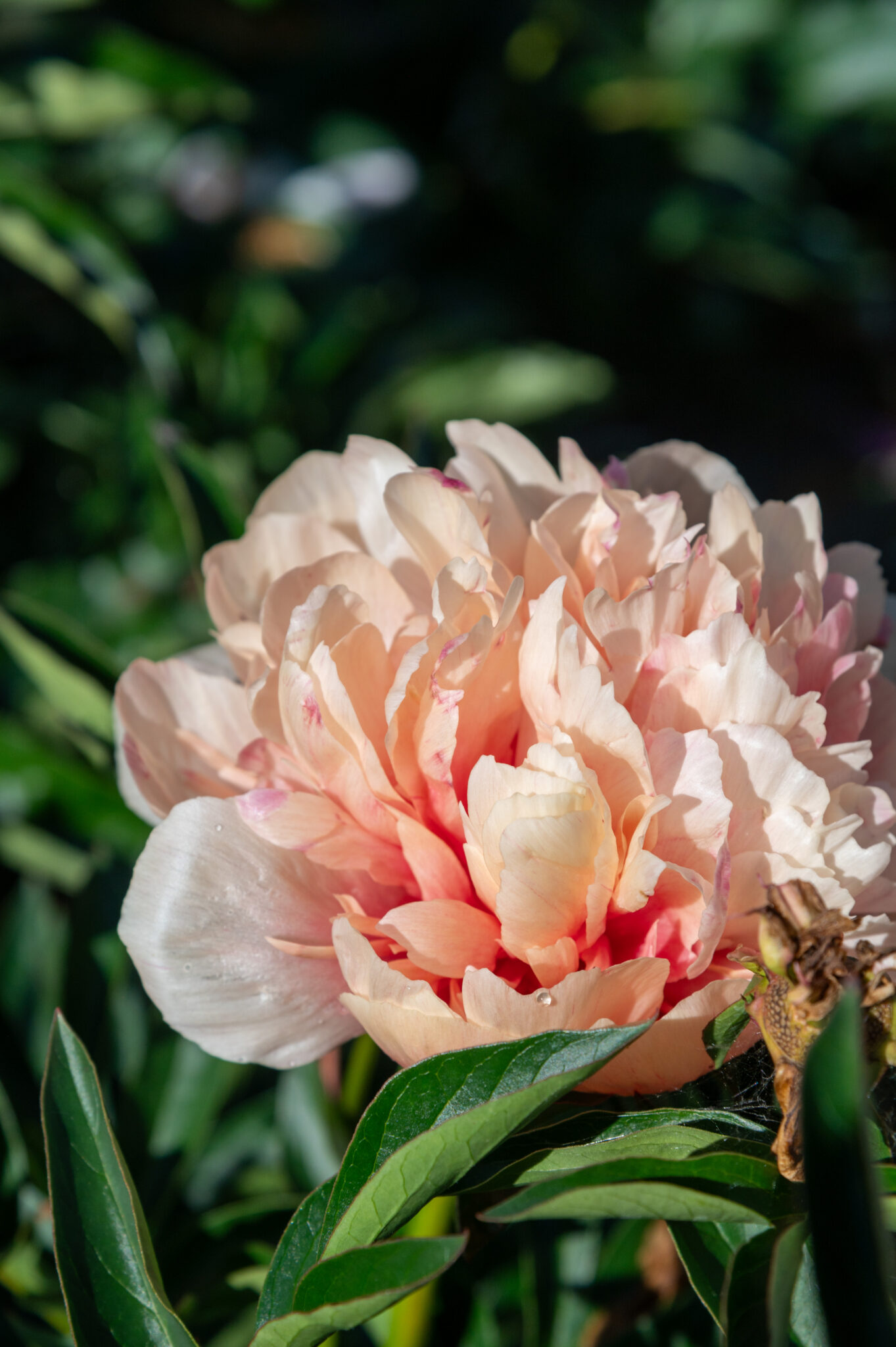 Pionien Koti - pioni.fi - Pioneihin erikoistunut taimisto Taivassalossa