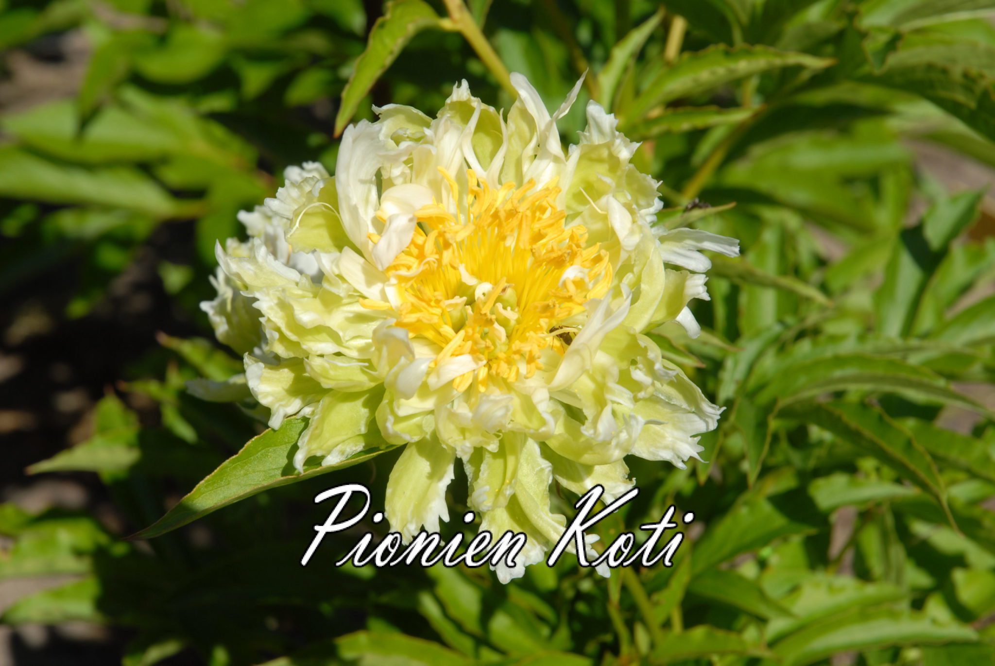 Green Halo - Pionien Koti