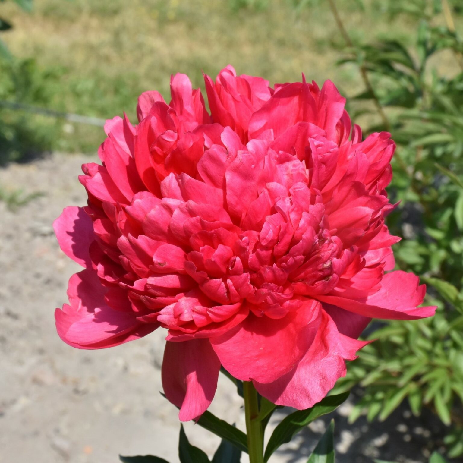 Verkkokauppa - Pionien Koti - pioni.fi