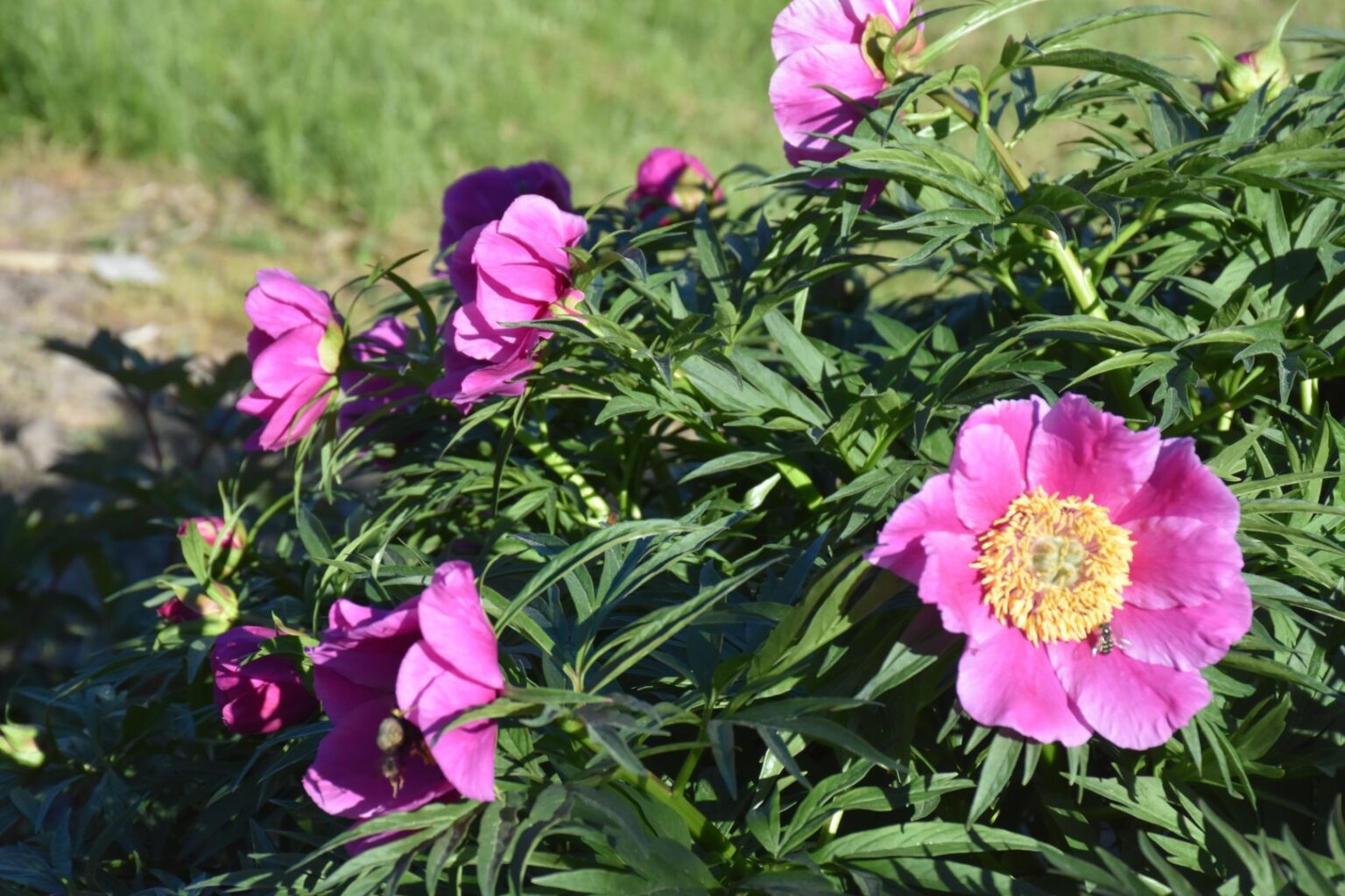 Pionien Koti – Perhevetoinen pionipuutarha Taivassalossa ja verkossa