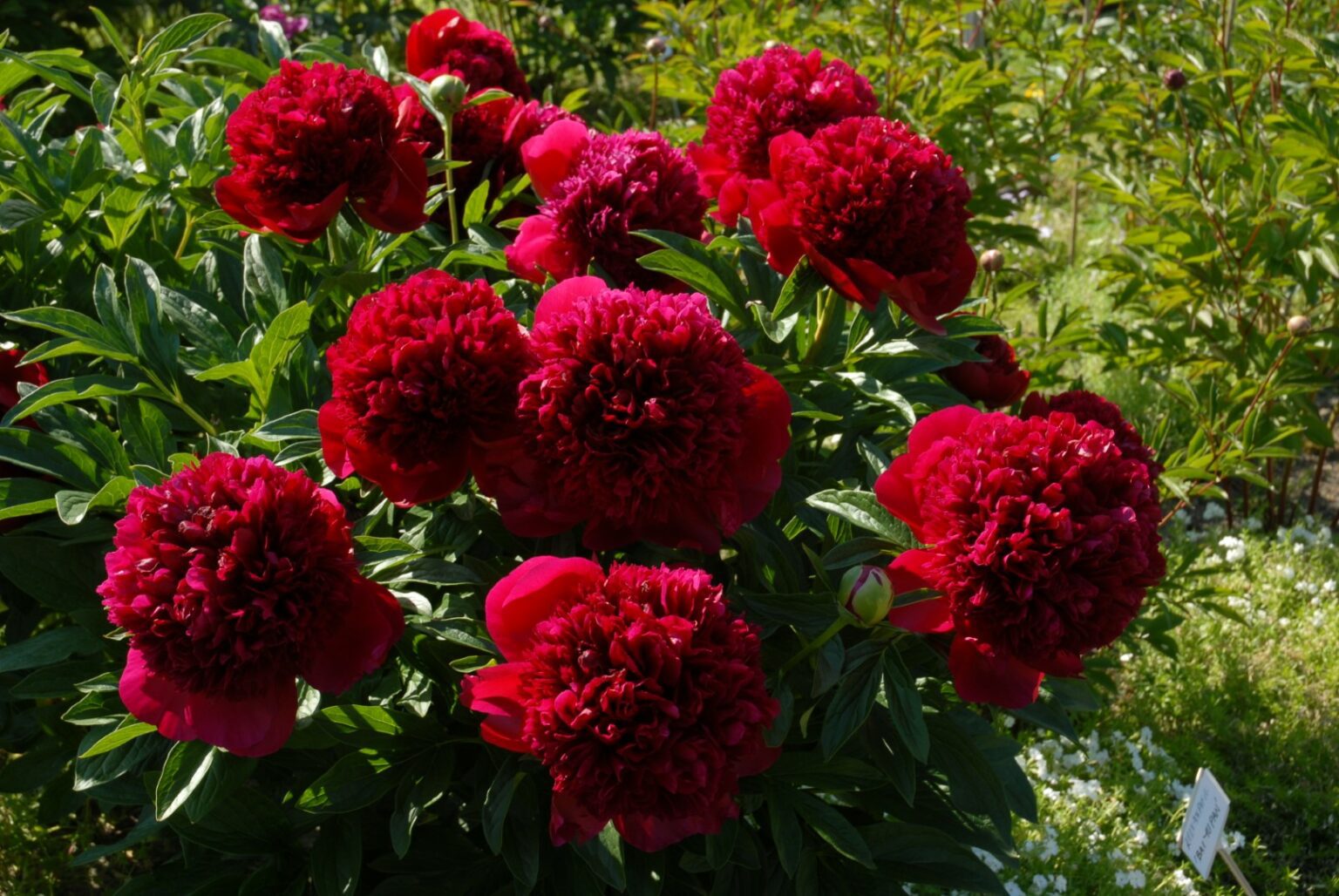 Pionien Koti – Perhevetoinen pionipuutarha Taivassalossa ja verkossa