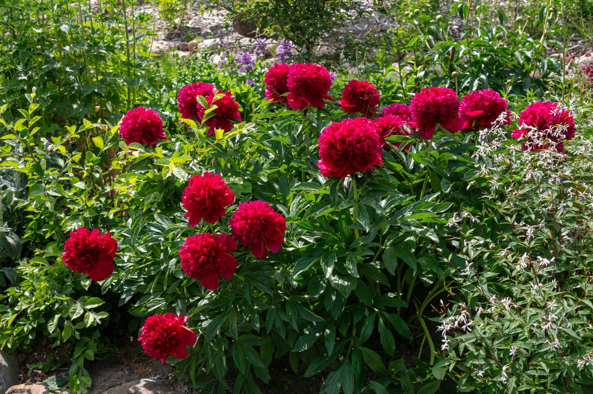 10 vinkkiä pionien istutukseen ja hoitoon - Pionien Koti - pioni.fi