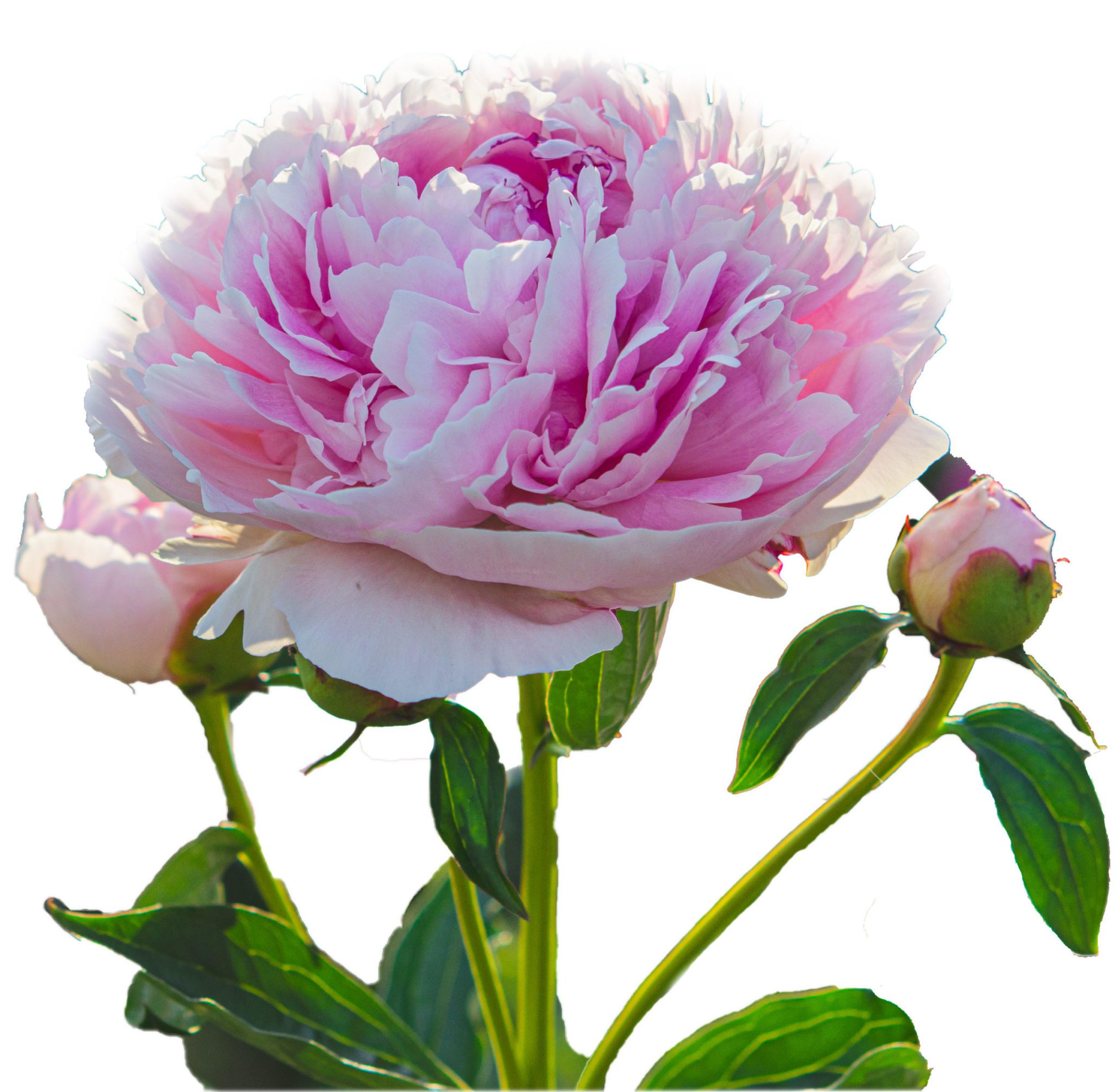 Pioneihin erikoistunut taimisto Taivassalossa - Pionien Koti