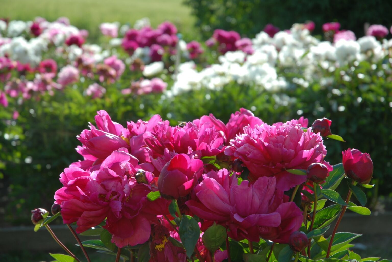 10 kysytyintä kysymystä ja vastausta pioneista – Pionien Koti – pioni.fi