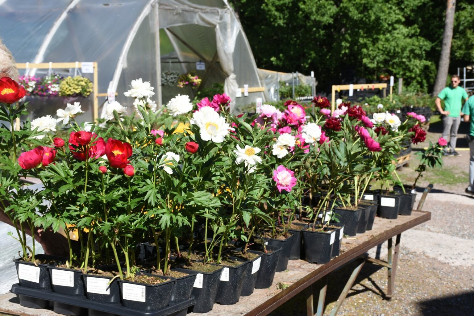 10 vinkkiä pionien istutukseen ja hoitoon - Pionien Koti - pioni.fi